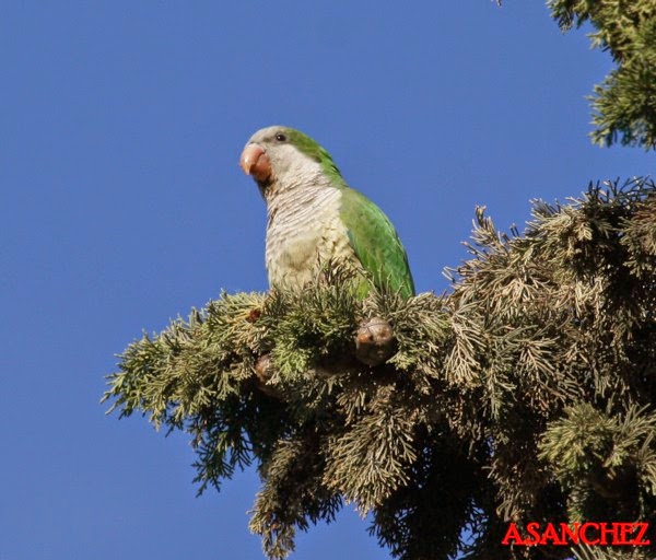 Aves de Aragón : Cotorra argentina