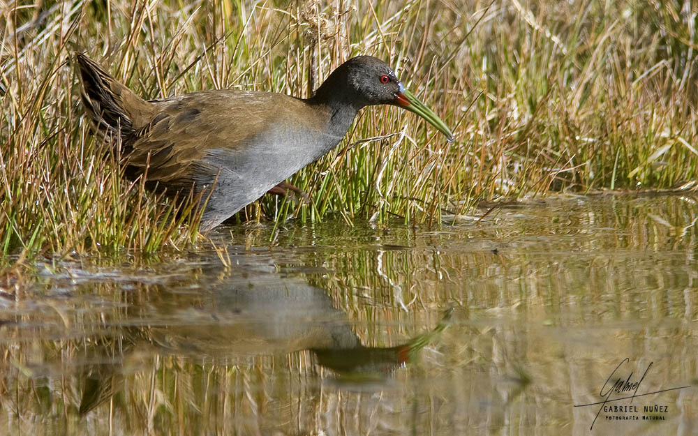 Aves de Salta: Gallineta común (Pardirallus sanguinolentus) - Plumbeous ...