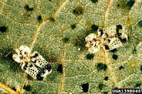 PlantsPedia: American Sycamore Tree