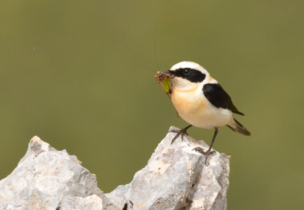 Cycling the World for Birds: All smiles in Albania
