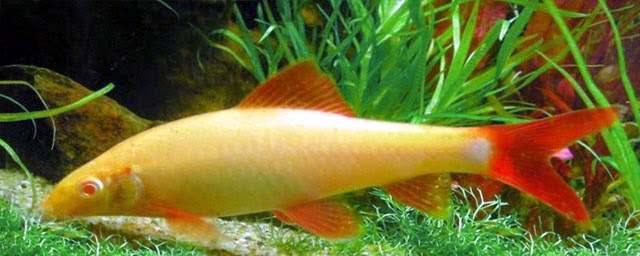 Ikan hias air tawar: Ikan Hias Redfin Albino