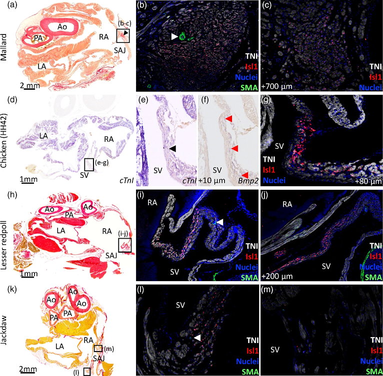 Neuromics: Neuromics' Islet-1 Used to Study Avian Heart Morphology