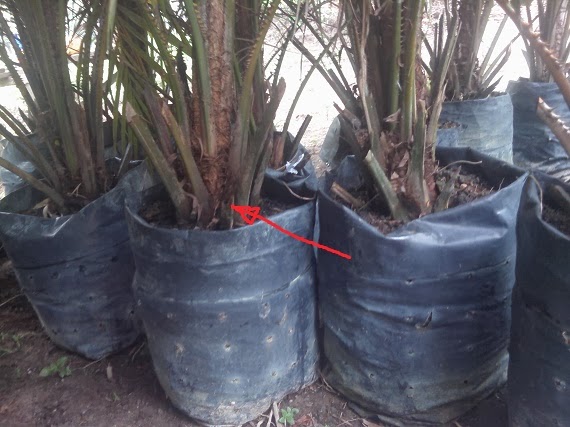 Bibit Sawit Marihat ~ Sawit Indonesia