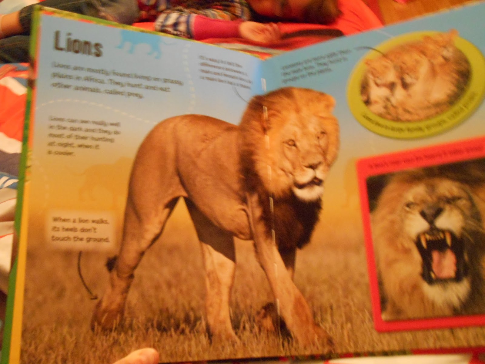 Madhouse Family Reviews: Picture book review : My Big Animal Book