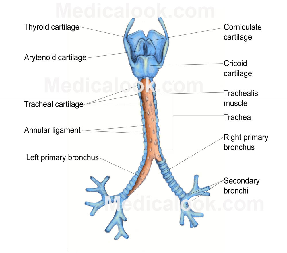 Kamus Istilah Biologi: Bronkus (bronchus)