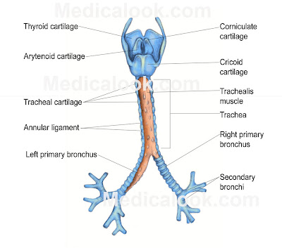 Kamus Istilah Biologi: Bronkus (bronchus)
