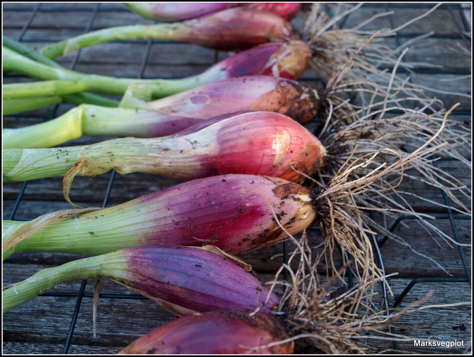 Mark's Veg Plot: Onion "Long Red Florence"
