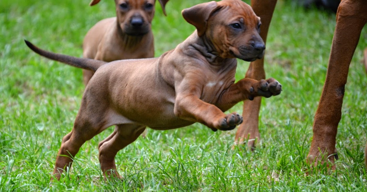 Rhodesian Ridgeback Puppies And Dog Pictures - Pictures Of Animals 2016