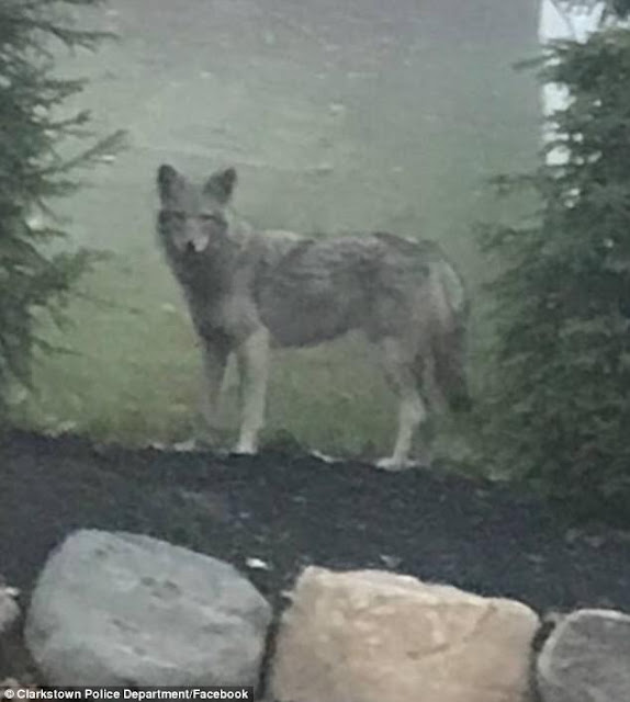 White Wolf : Majestic Coywolf (Coyote-Wolf Hybrid ) Spotted Roaming In ...