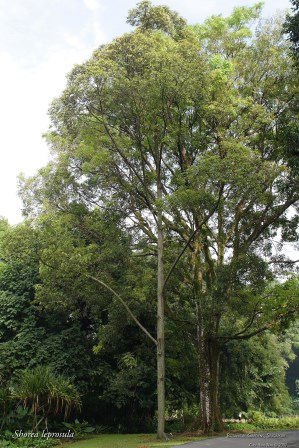 Shorea leprosula | Pustaka Flora | Database Tanaman Landscape