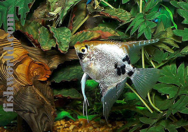 Types of Freshwater Ornamental Fish | FISH WORLDs.com
