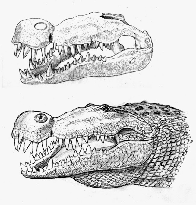 A Mesozoic Mosaic: Excitement over a new Spinosaurus aegyptiacus mount.