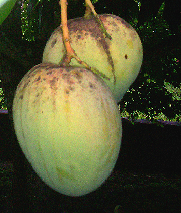 ChamoruBoy: Gi Annai Dumådångkulu Yu'