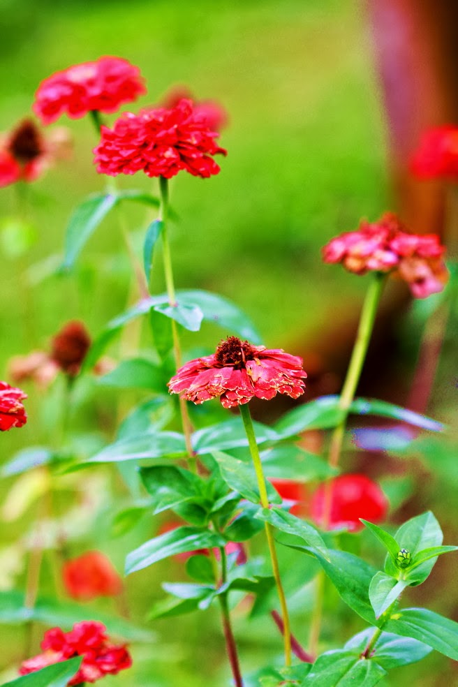 Pondok Rasamala : Tanaman bunga di halaman