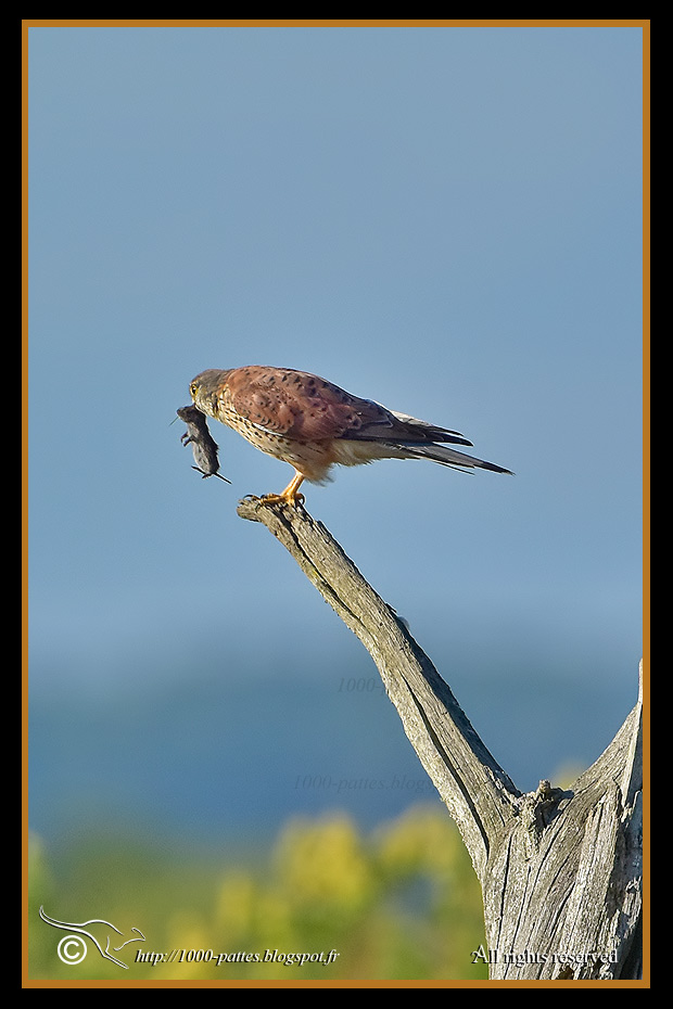 WILDLIFE GATEWAY: Le Coucou gris et Faucon crécerelle