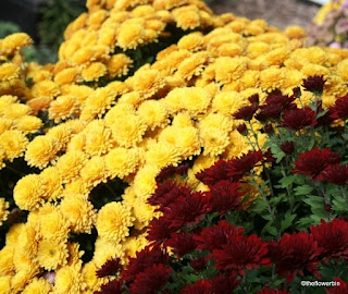 The Flower Bin: How to prune garden mums