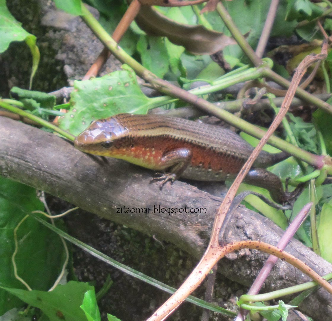 ...SeKaDaR CoReTaN....: June 2014