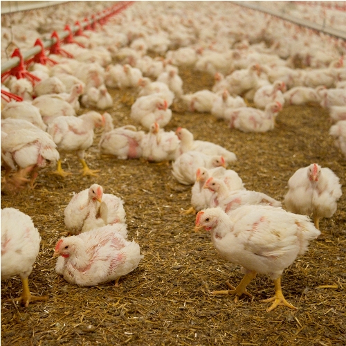Agri 007: Chicken board targets small flocks