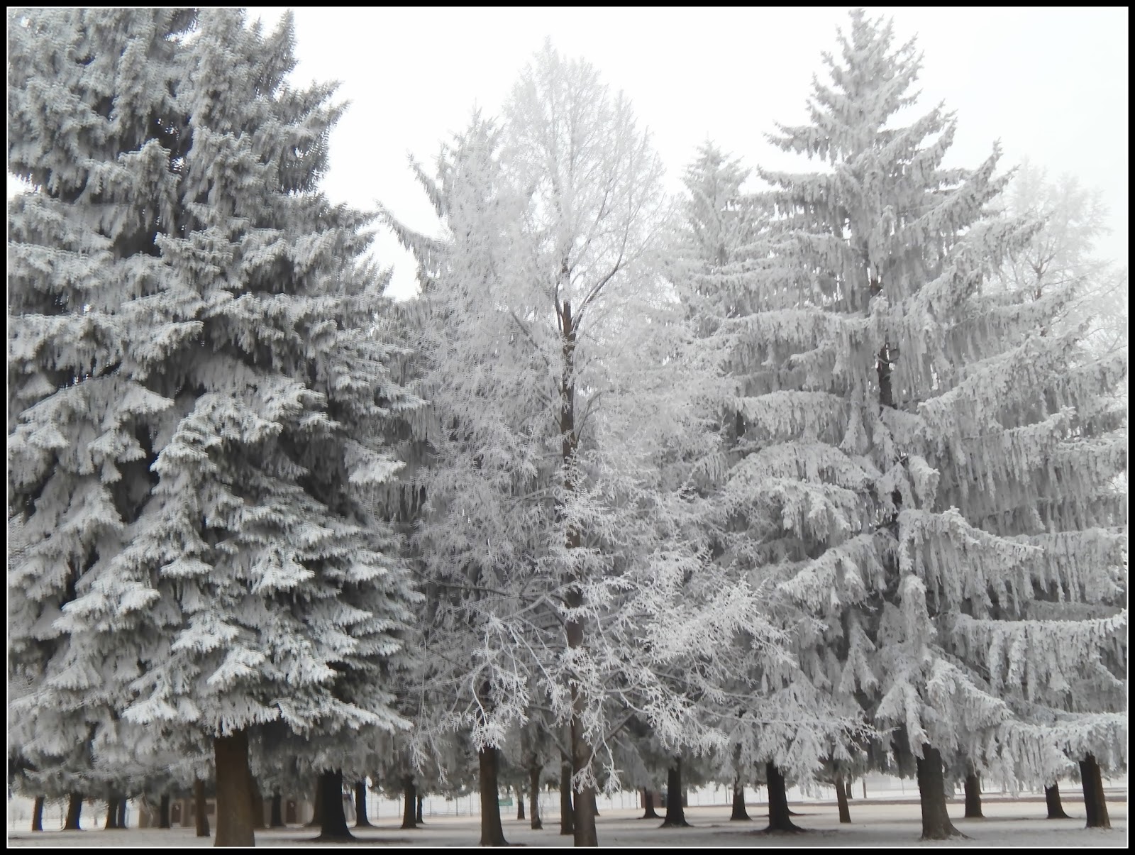 The Back Porch View: We got snogged!