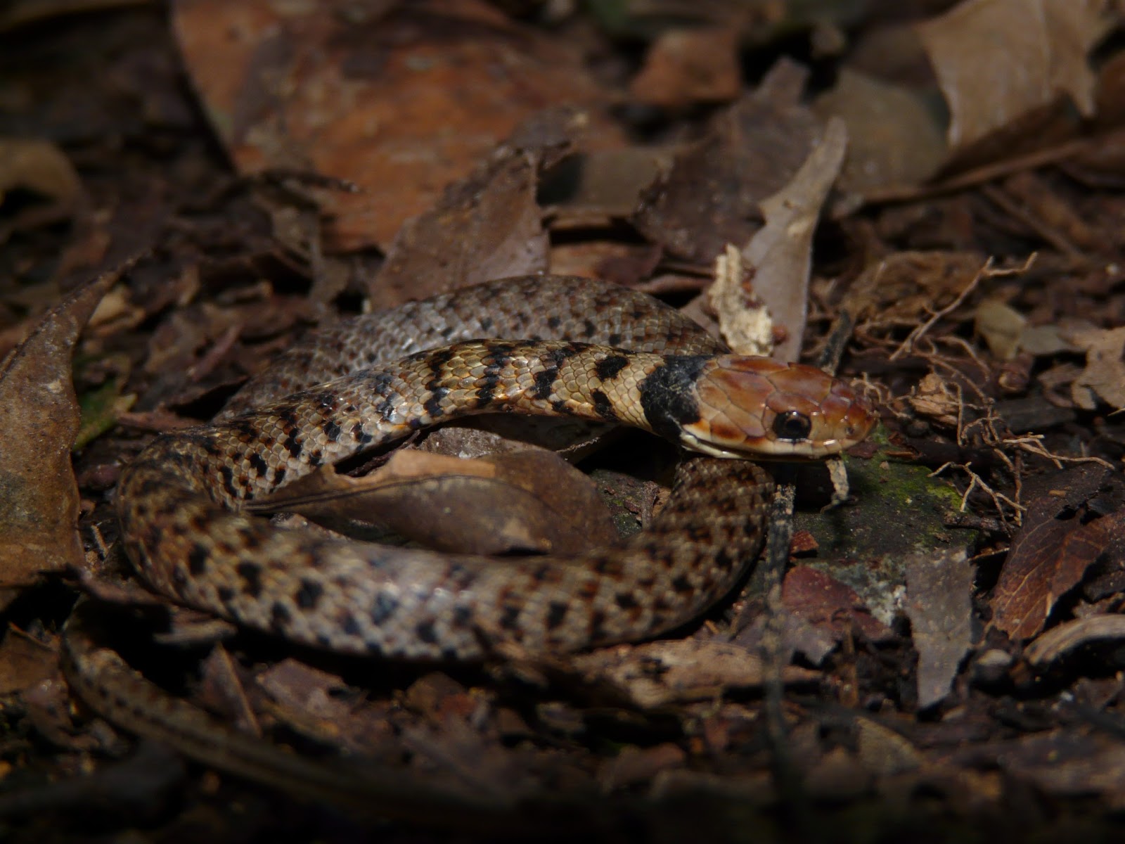 Liophis Poecilogyrus