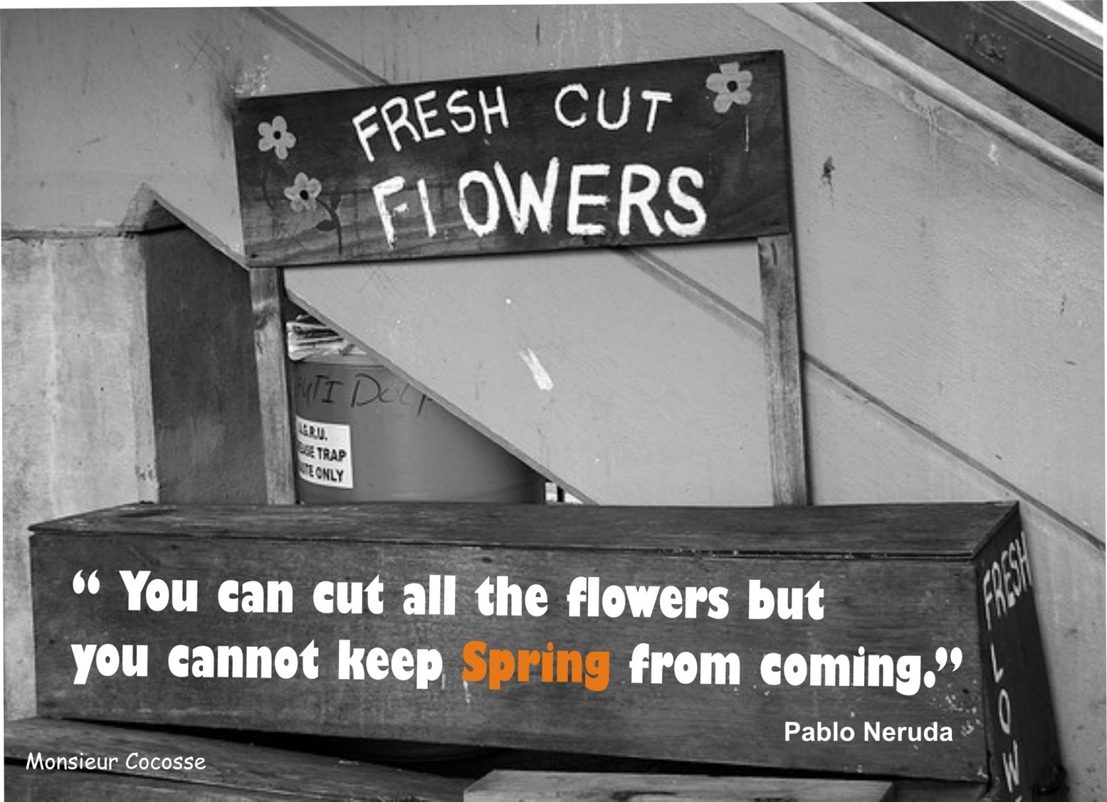 Spring: Pablo Neruda / Lemon Drops - C o c o s s e