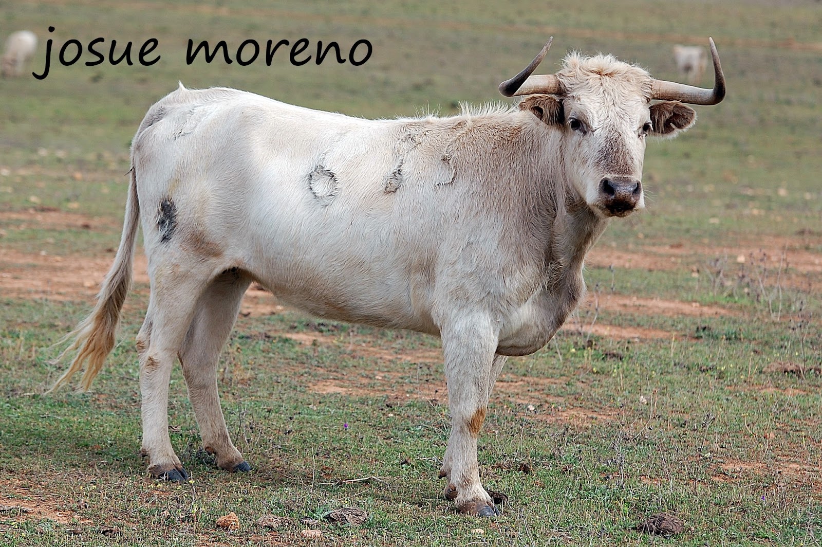 A.C.T. VERAGUA ugena ( toledo ): LAS DAMAS DE LA RUIZA