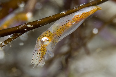 Variety of Life: Coleoidea