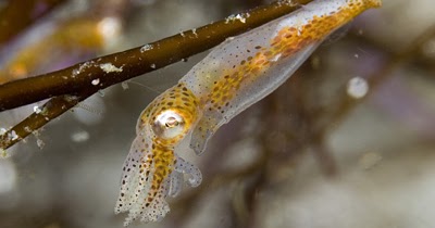 Variety of Life: Coleoidea