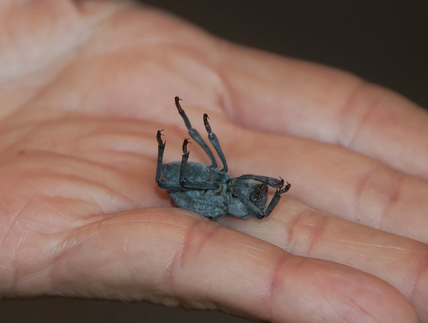 Pacific Science Center Life Sciences: The Tale of the Undead Beetles