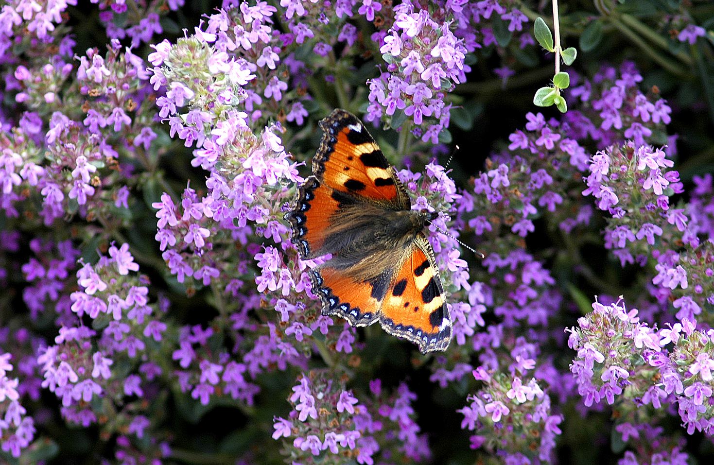 Ilmaisia kuvituskuvia: Perhosia
