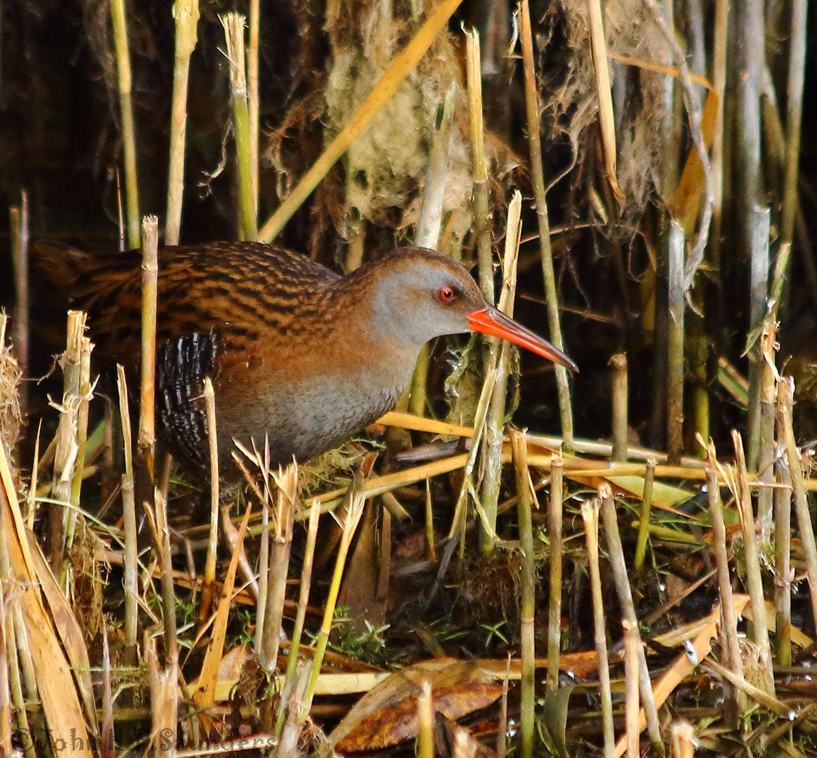 Hedgeland Tales: Water Rail