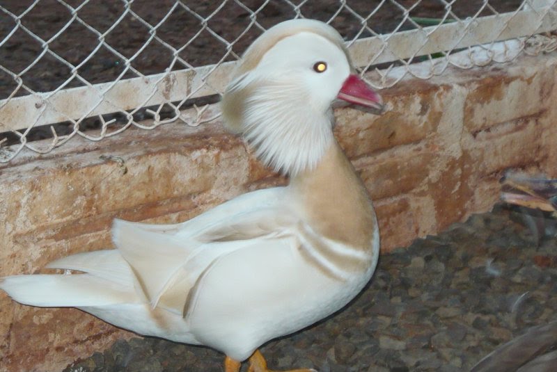 Aves Exóticas en Venezuela: Aves Acuaticas: Patos