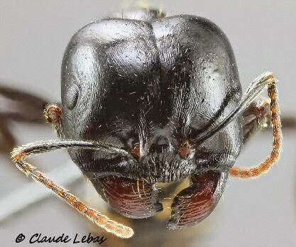 fourmis du genre Messor: Messor capitatus