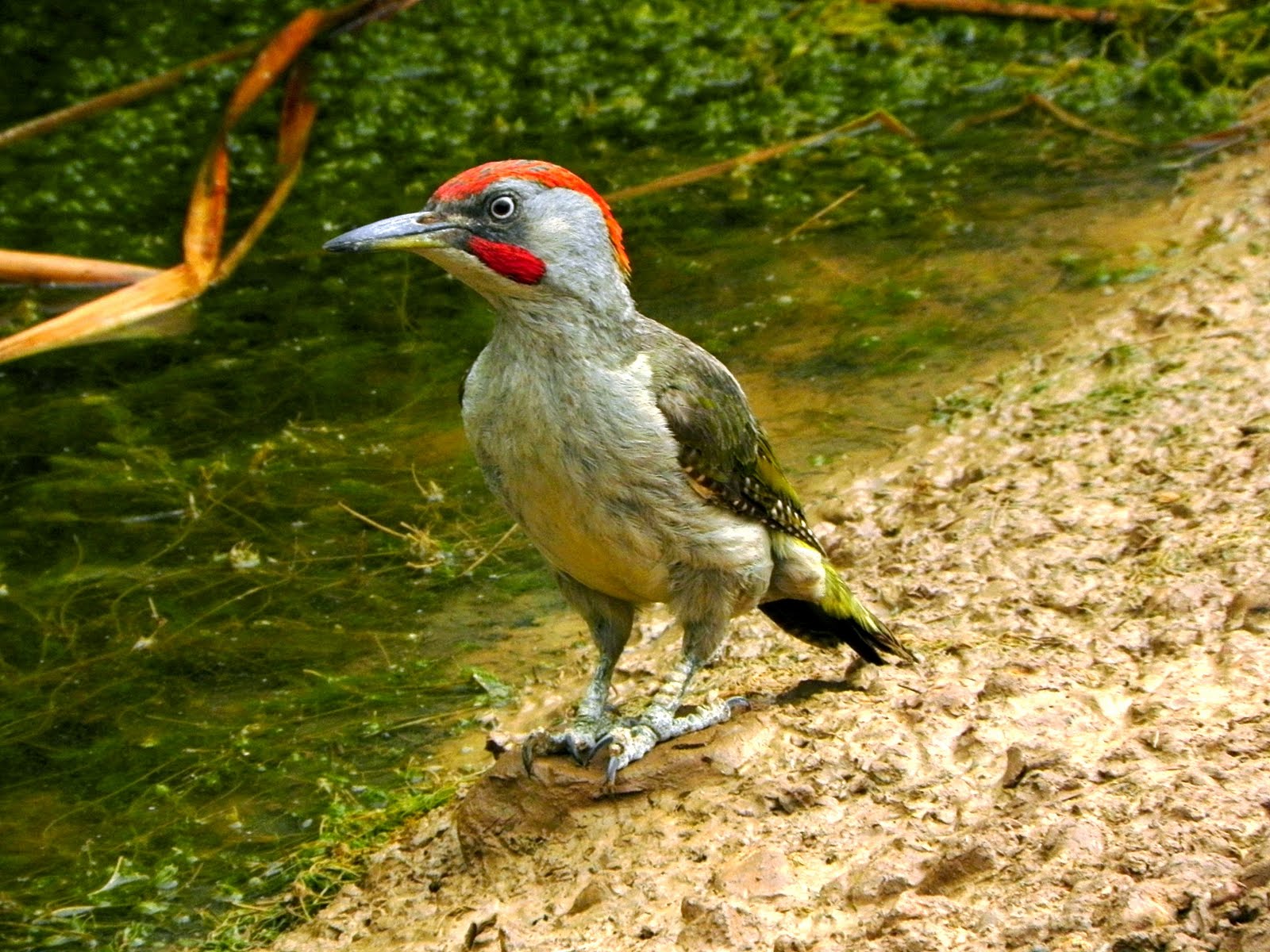 Fotofaunacieza: PITO REAL (Picus viridis)