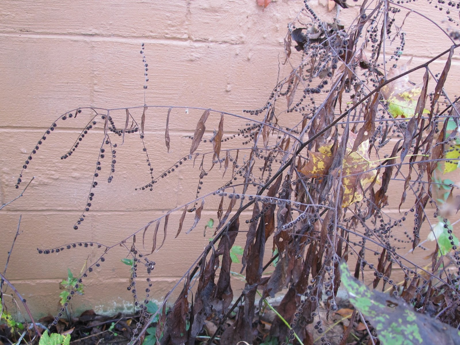 Blue Jay Barrens: Field Sparrow vs Virginia Stickseed