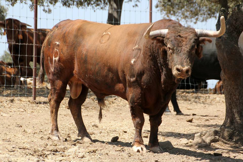 PUÇOL EL BARRANQUET 2017 (VALENCIA) ~ FECARTOROS