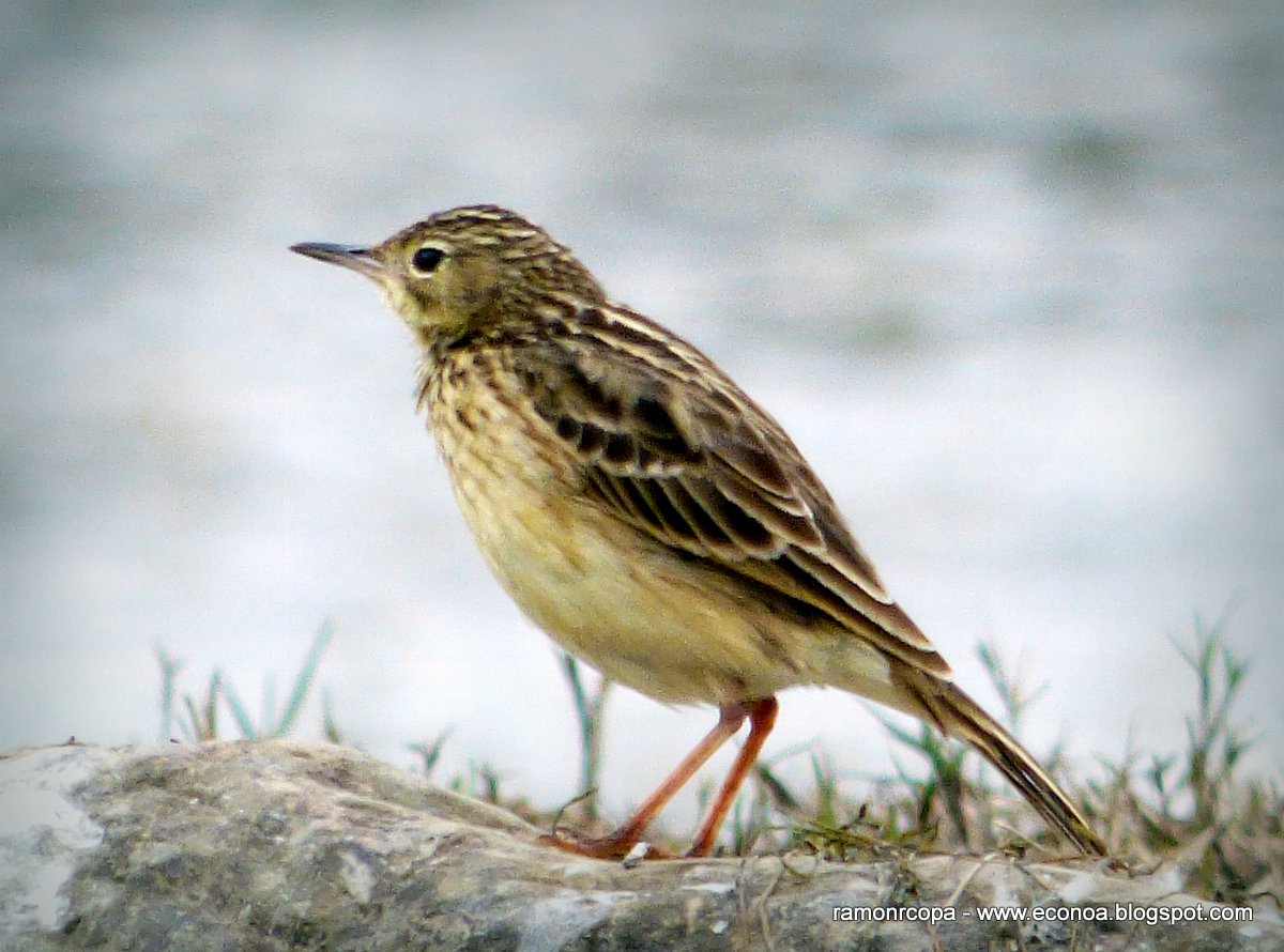 Aves del NOA y algo mas..: Cachirla chica