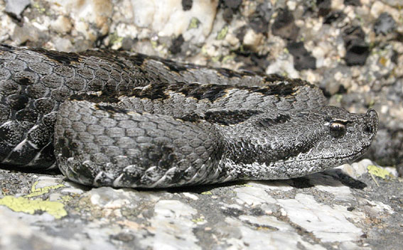 Animales en el Planeta: Vibora Hocicuda (Vipera latasti)
