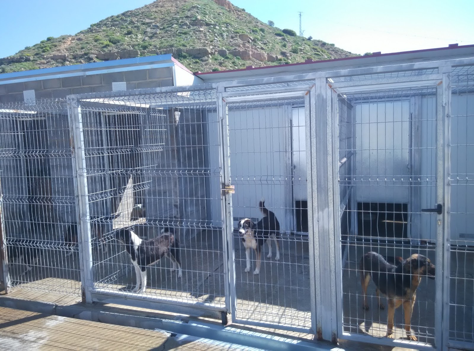 mohamedserguini: VISTA A LA PERRERA PROVINCIAL