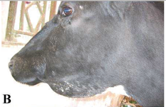 Perikarditis Traumatika pada Sapi - Mydokterhewan