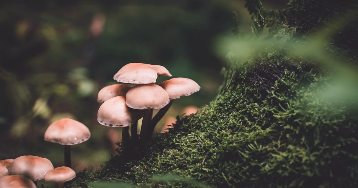 Medical and pharmaceutical importance of fungi