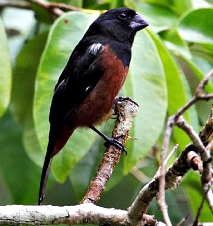 Blog do Edu Ambiental: Curió