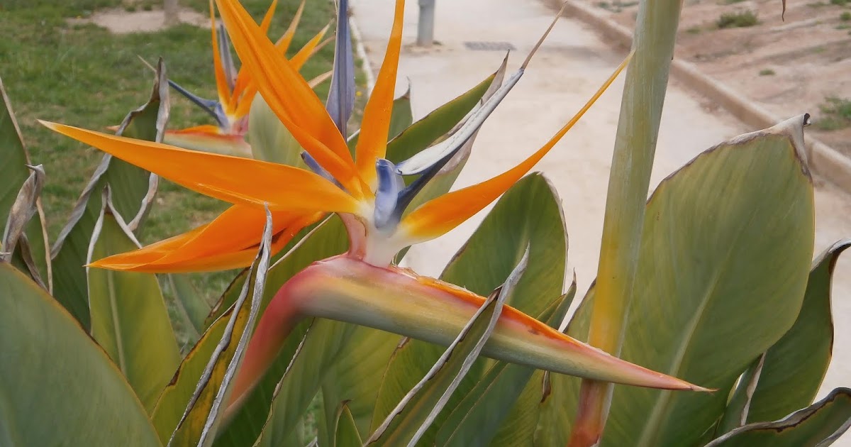 HERBARIO VIRTUAL DE BANYERES DE MARIOLA Y ALICANTE: Strelitzia reginae ...