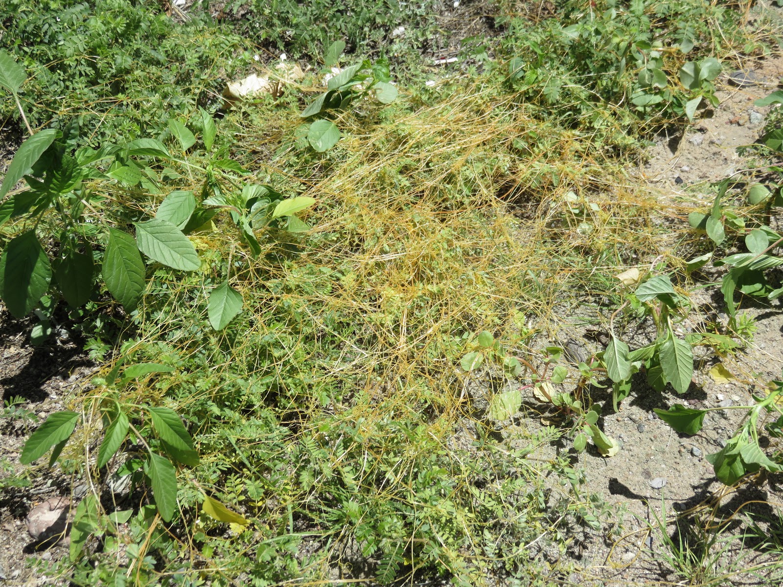 Dodder: To Kill or Not to Kill