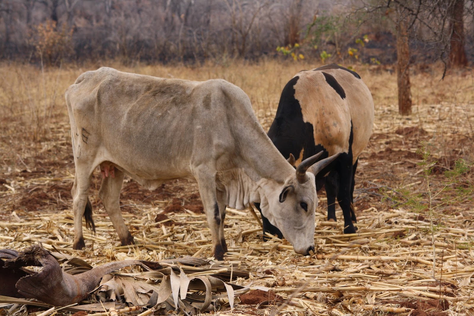 Tracking Elephants: September 2014
