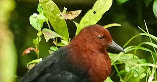 Tierra de polluelas, rascones, grullas: Polluela de Forbes (Rallicula ...