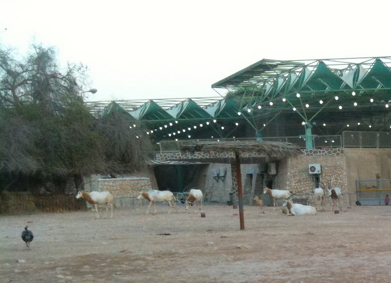 A Little Oryx in Qatar: Adventures at Doha Zoo