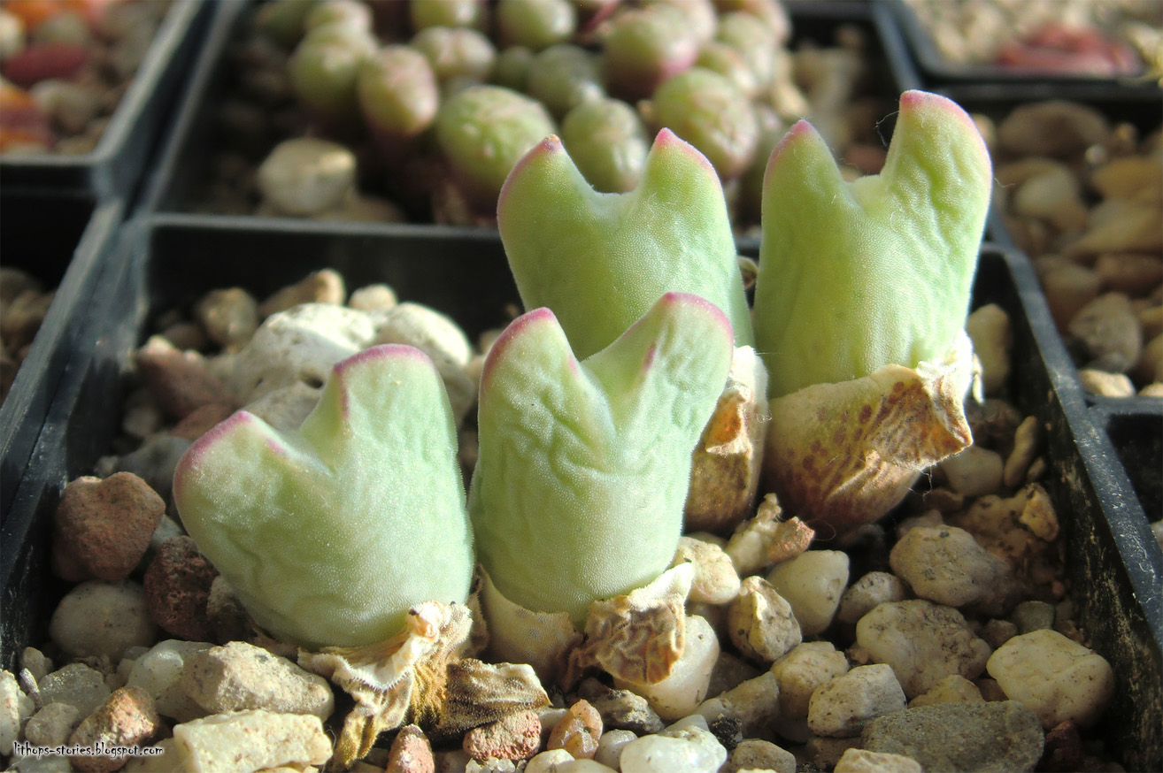 Lithops Stories: Spring update on Conophytums (13 pics)
