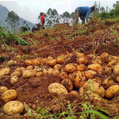 Cara Menanam Kentang Agar Mendapat Hasil Panen Melimpah - SAHABAT TANI