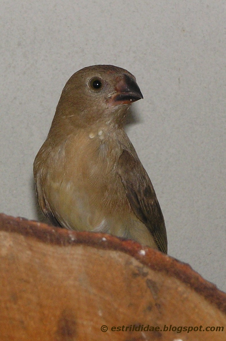 Estrildidae: Asmeninė patirtis. Rausvauodegė rubininė astrilda ...